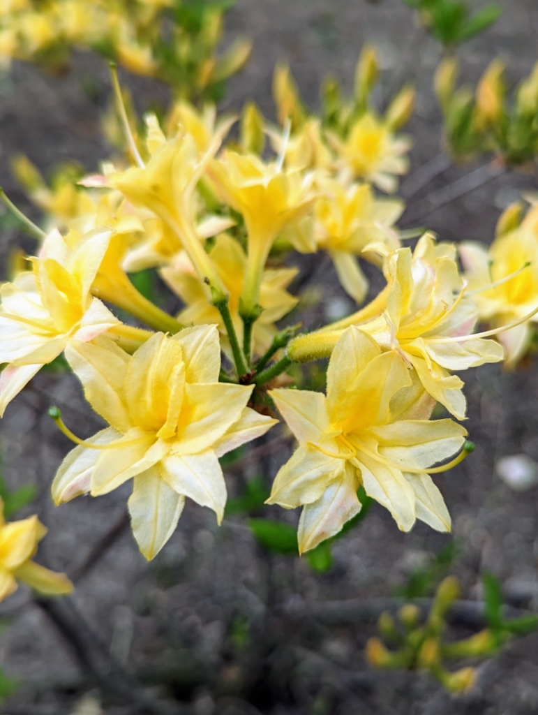Blooming Azaleas - The Martha Stewart Blog
