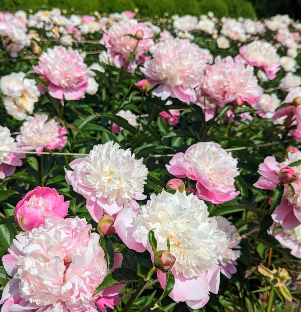Blooming Herbaceous Peonies - The Martha Stewart Blog