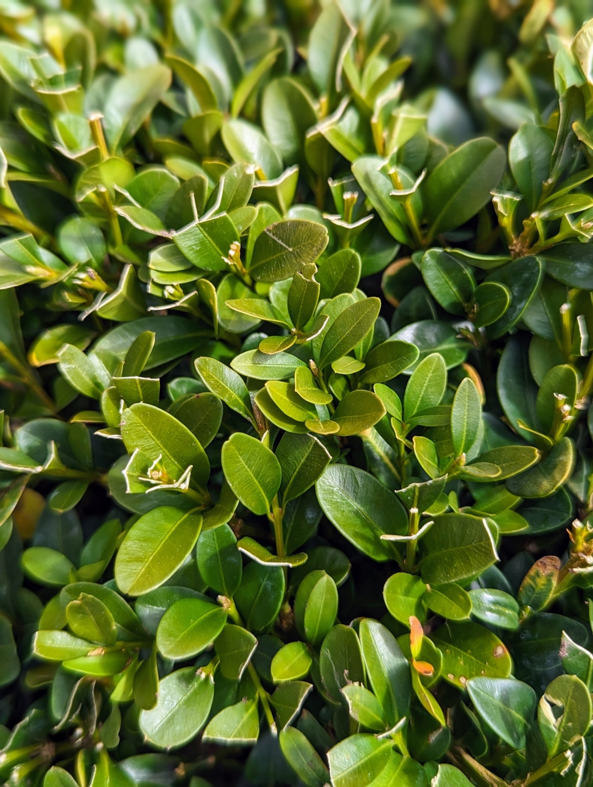 Planting Boxwood Shrubs - The Martha Stewart Blog