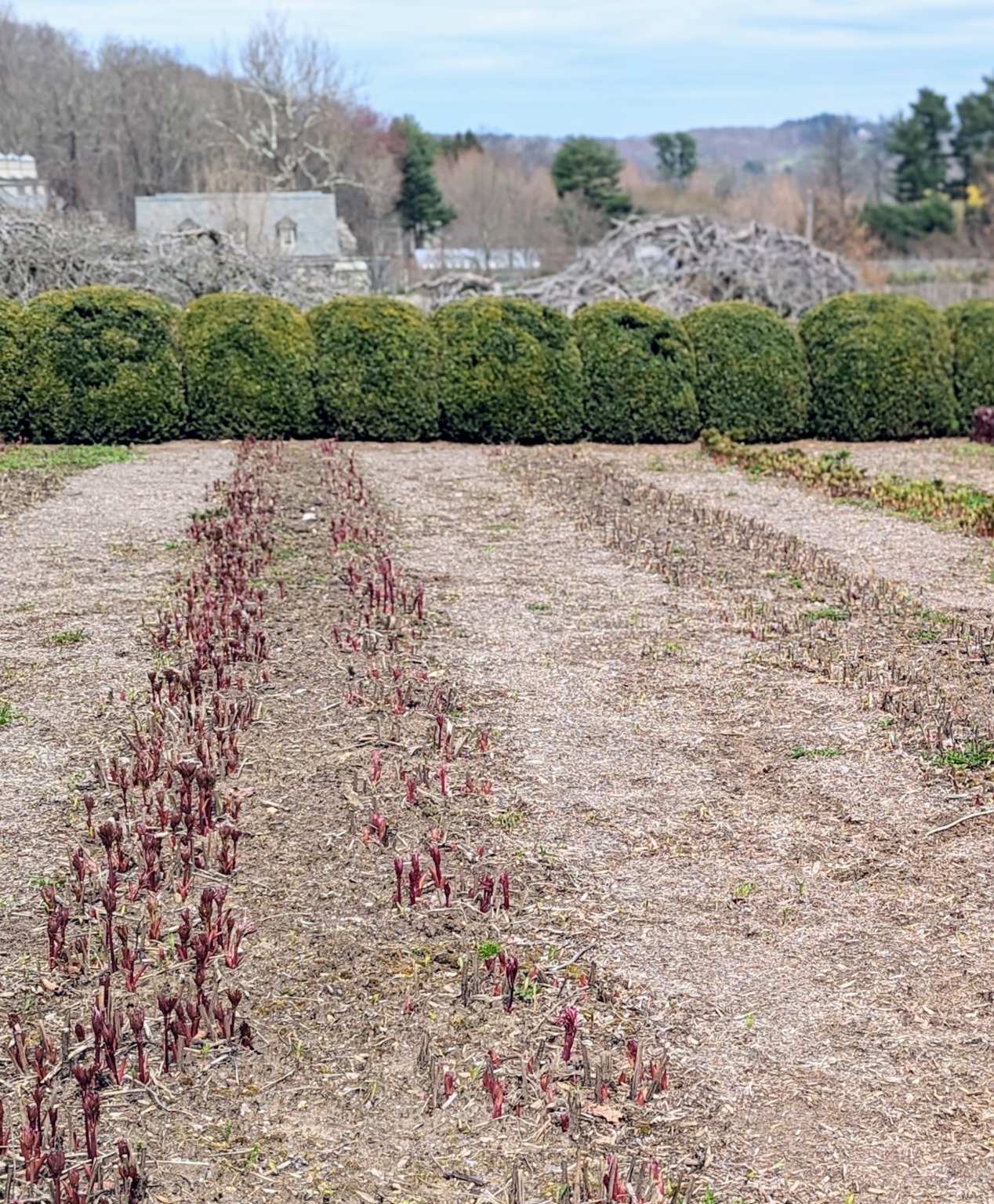 Blooming Herbaceous Peonies - The Martha Stewart Blog