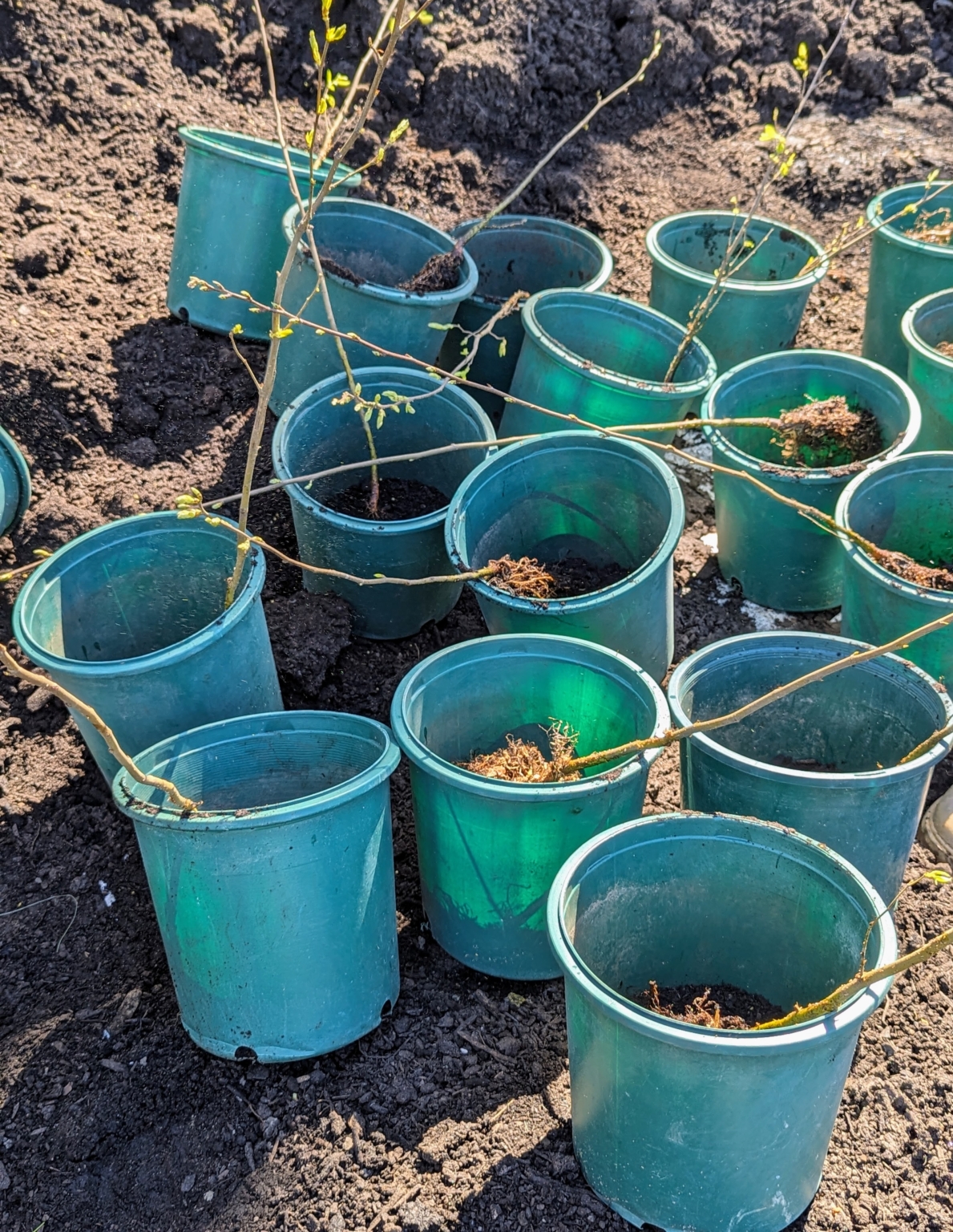 Potting Bare Root Trees - The Martha Stewart Blog