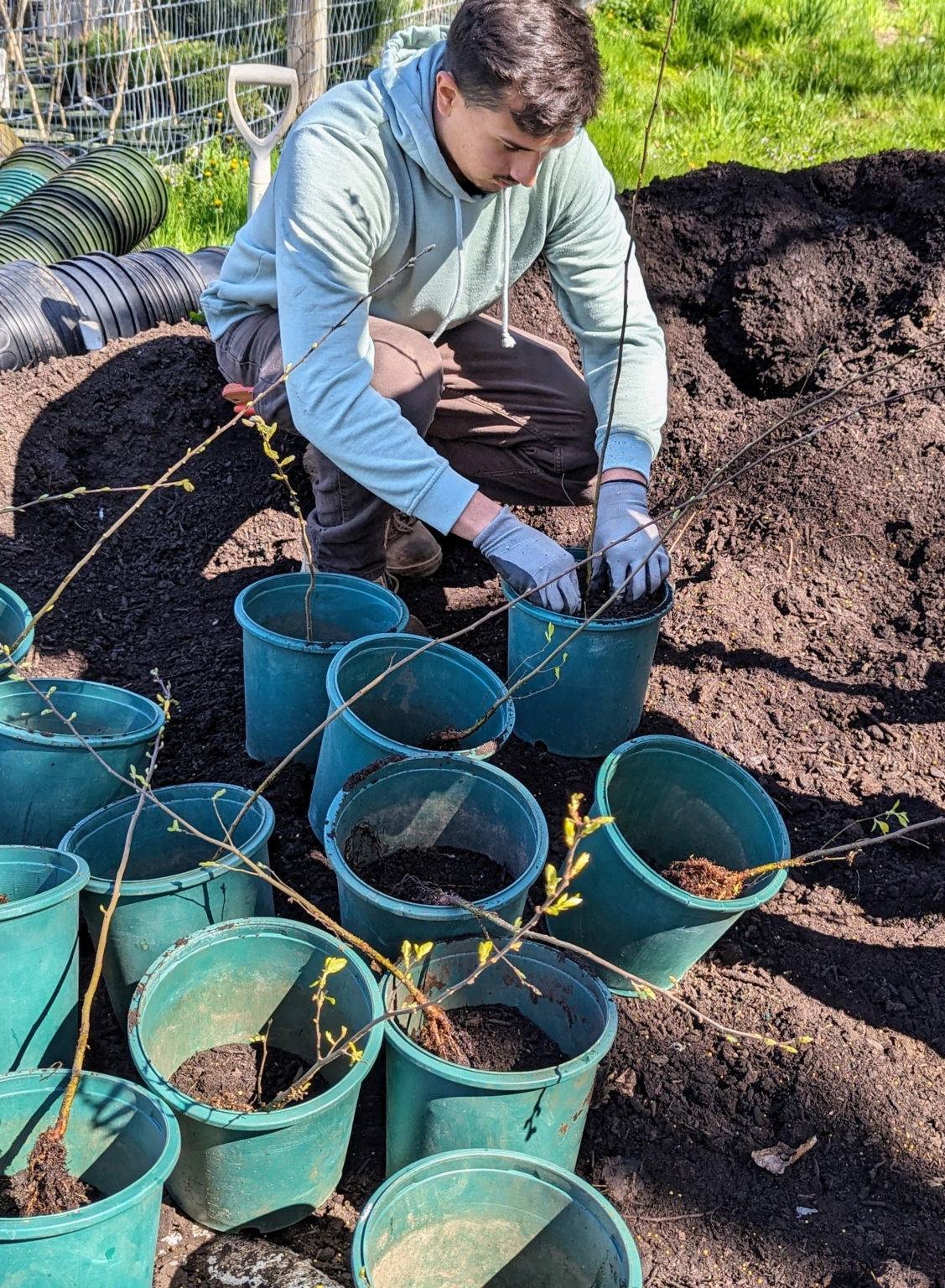 Potting Bare Root Trees - The Martha Stewart Blog