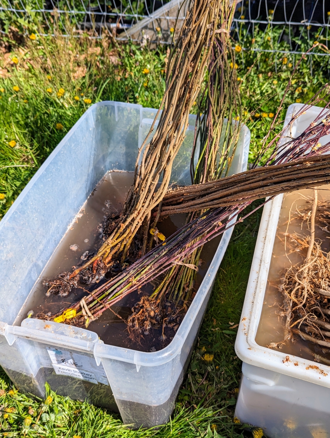 Potting Bare Root Trees - The Martha Stewart Blog