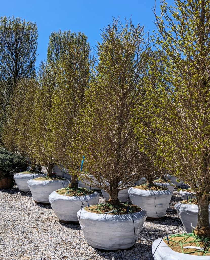 The Martha Stewart Blog : Blog Archive A Trip to Select Horticulture ...