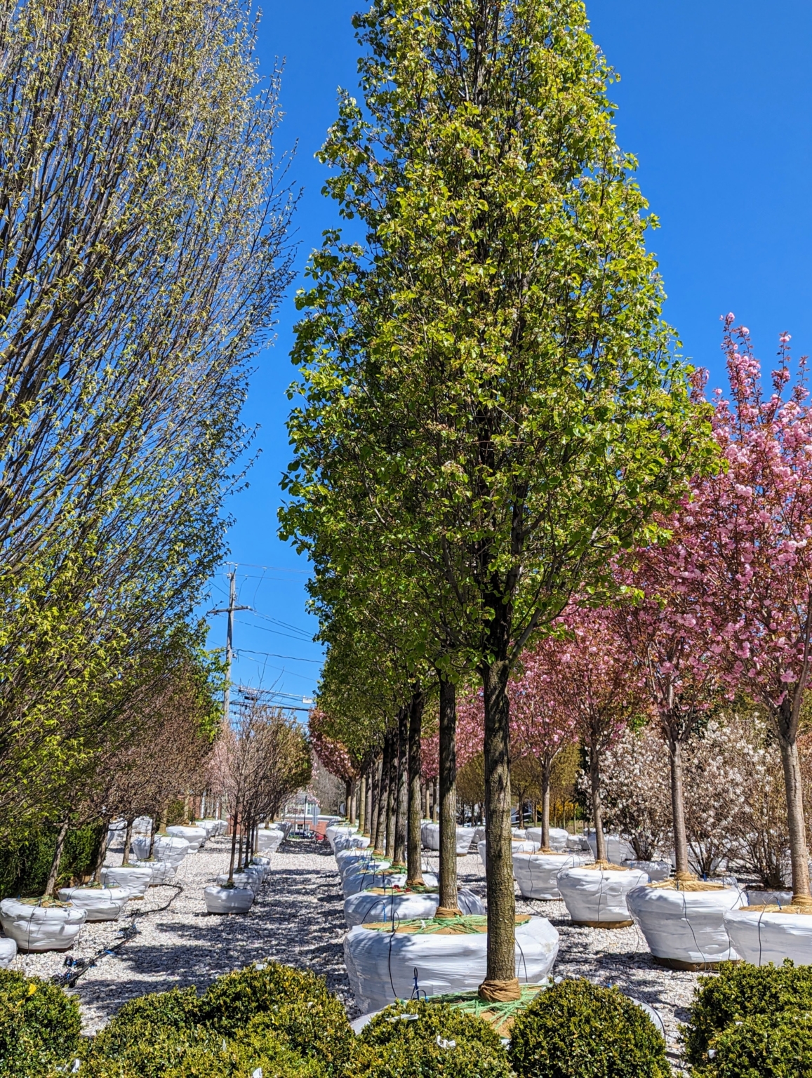 A Trip to Select Horticulture Inc. - The Martha Stewart Blog