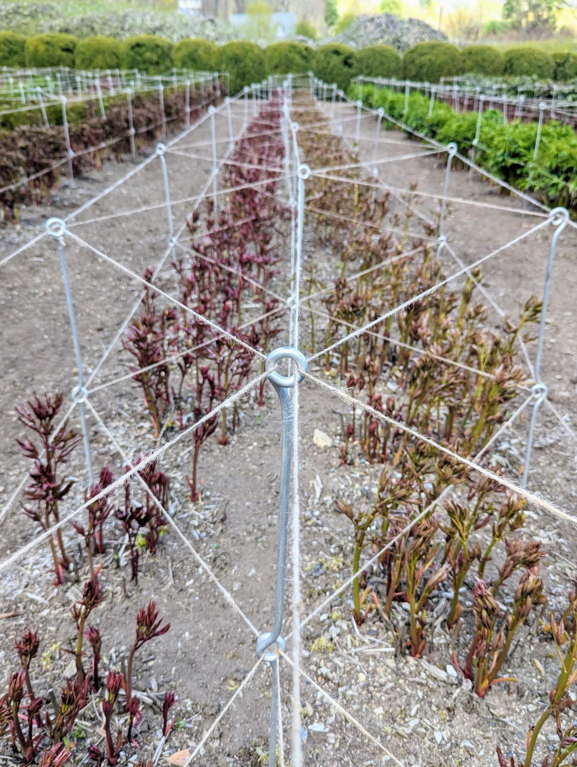 Blooming Herbaceous Peonies - The Martha Stewart Blog