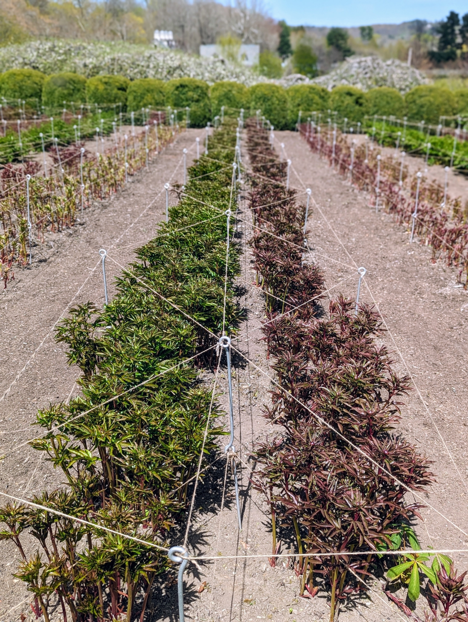 Blooming Herbaceous Peonies - The Martha Stewart Blog