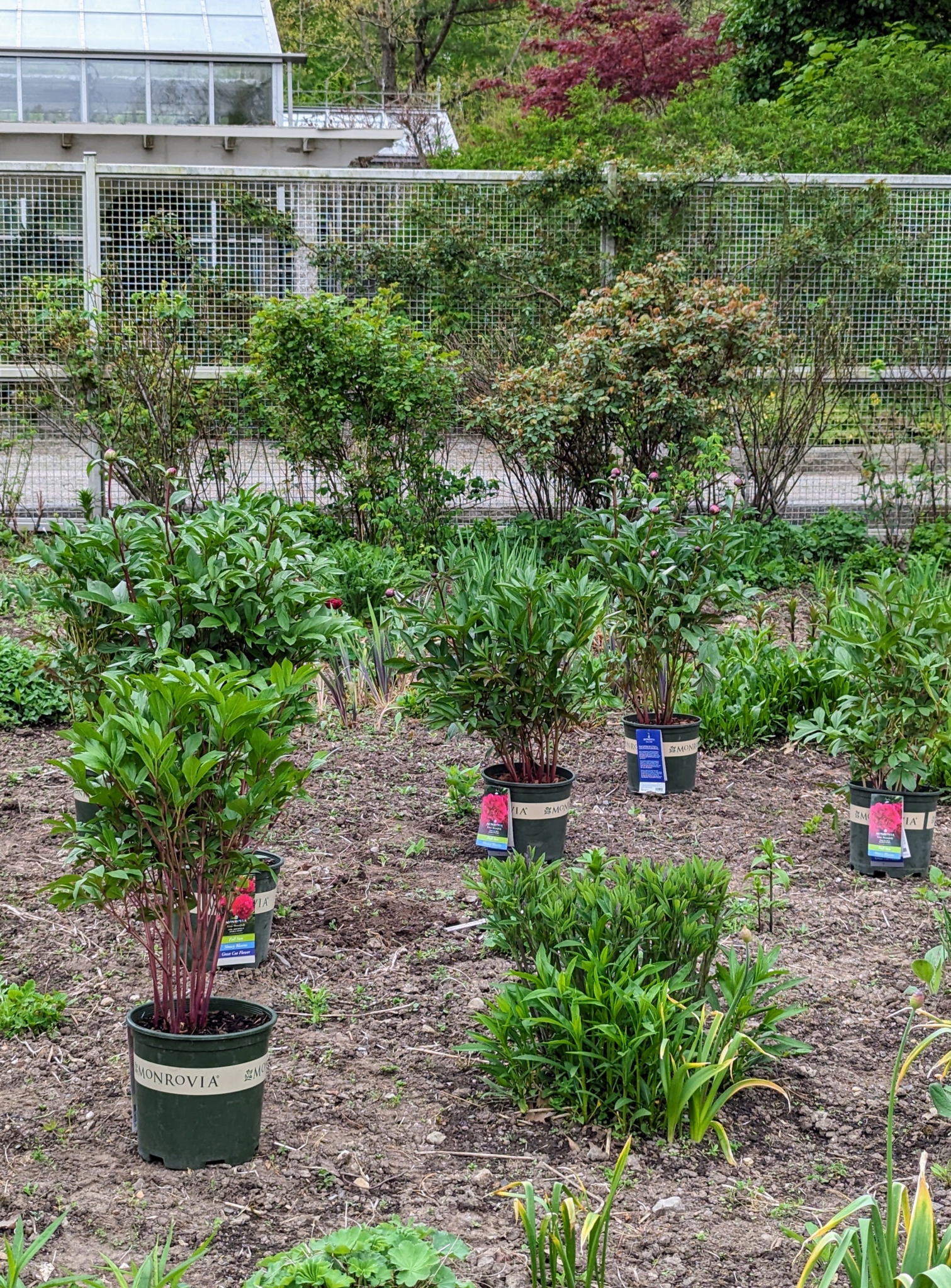 Planting Peonies - The Martha Stewart Blog