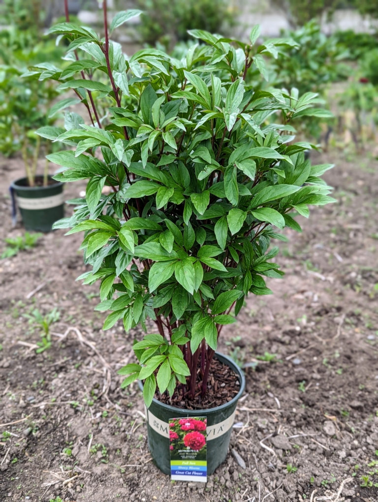 Planting Peonies - The Martha Stewart Blog