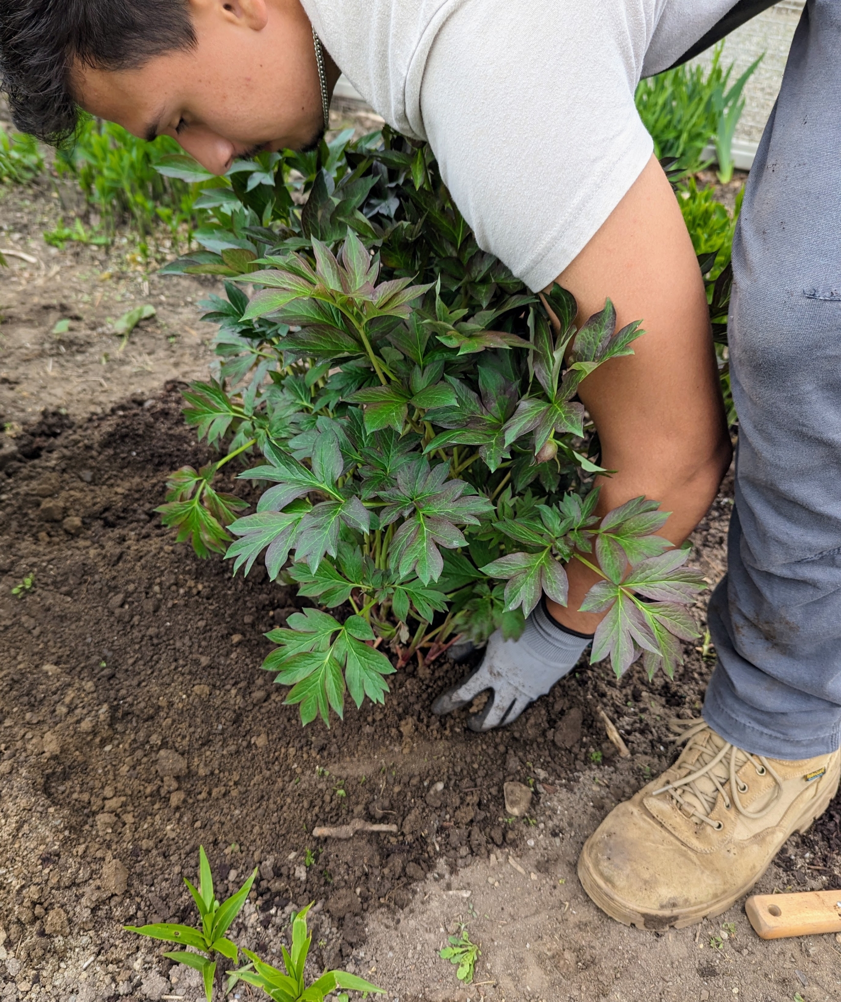 Planting Peonies - The Martha Stewart Blog
