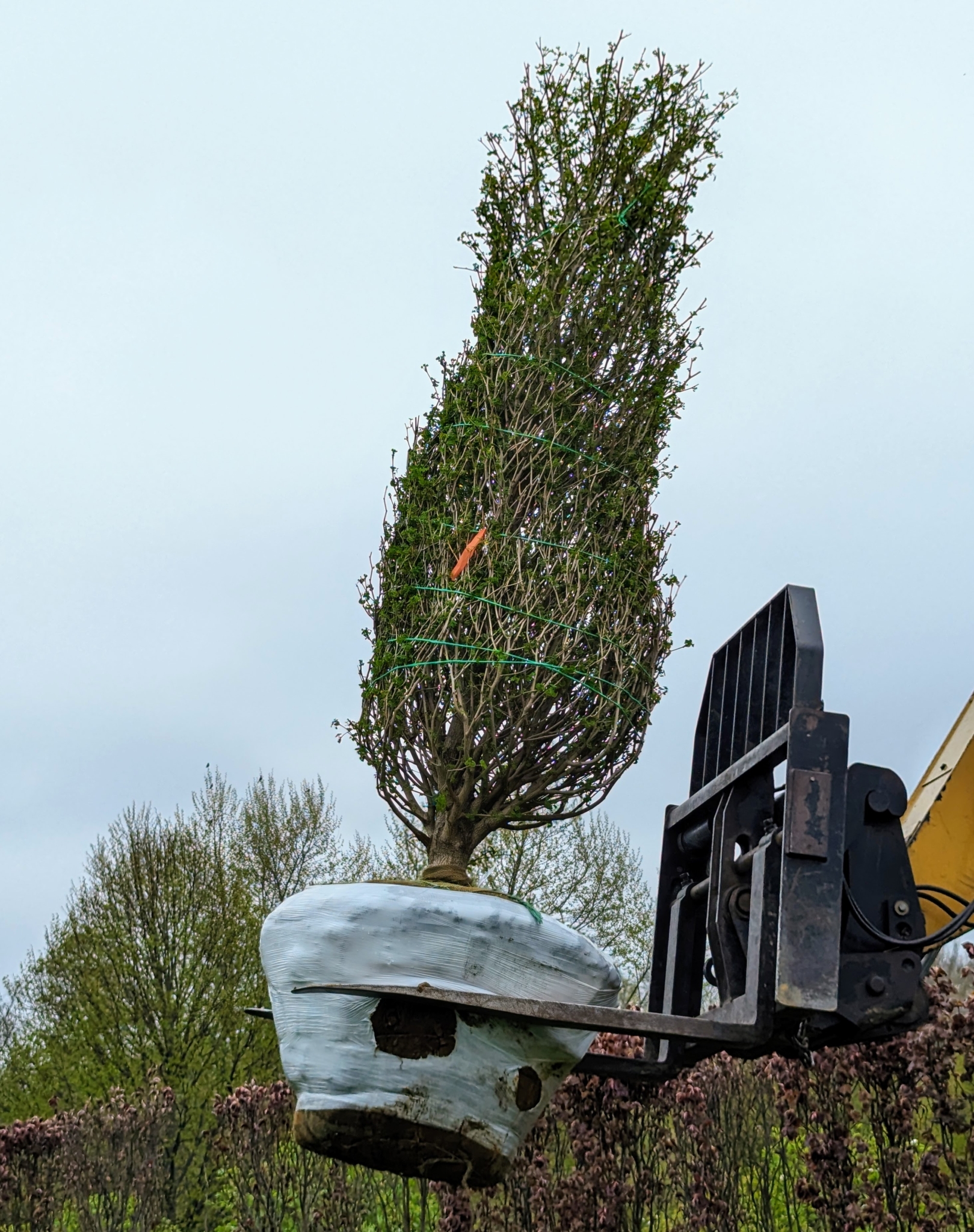 Planting Ginkgo biloba Goldspire™ Obelisk Trees - The Martha Stewart Blog