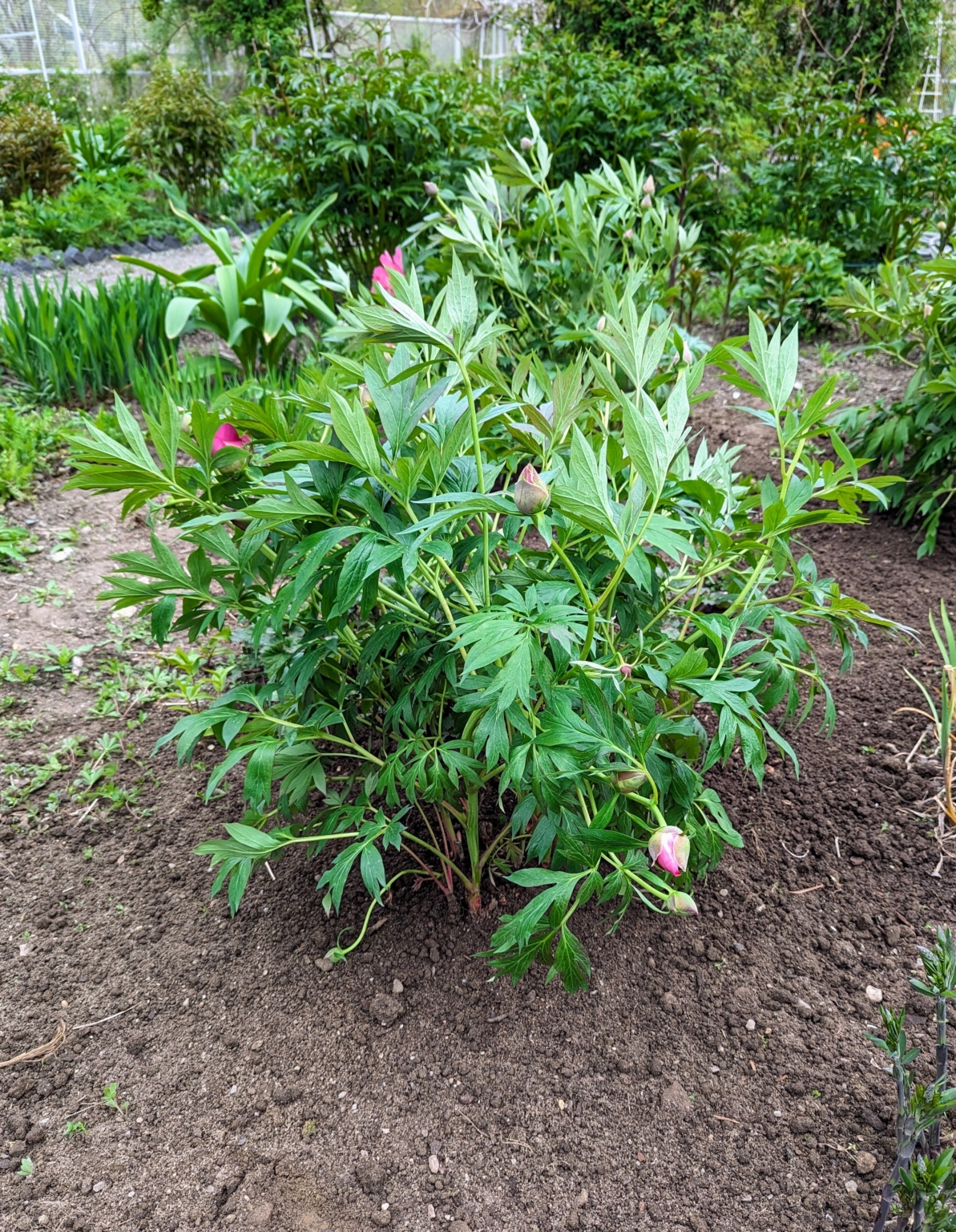 Planting Peonies - The Martha Stewart Blog