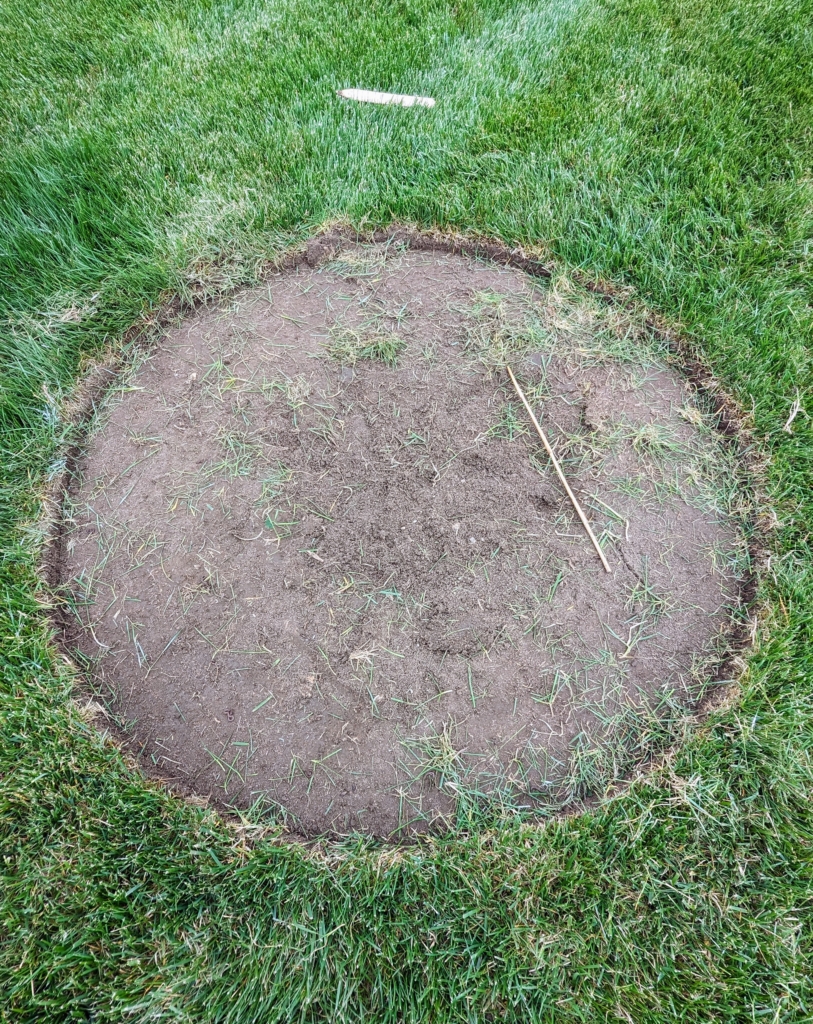 Planting Ginkgo biloba Goldspire™ Obelisk Trees - The Martha Stewart Blog