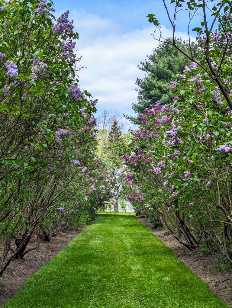My Colorful and Fragrant Lilacs - The Martha Stewart Blog