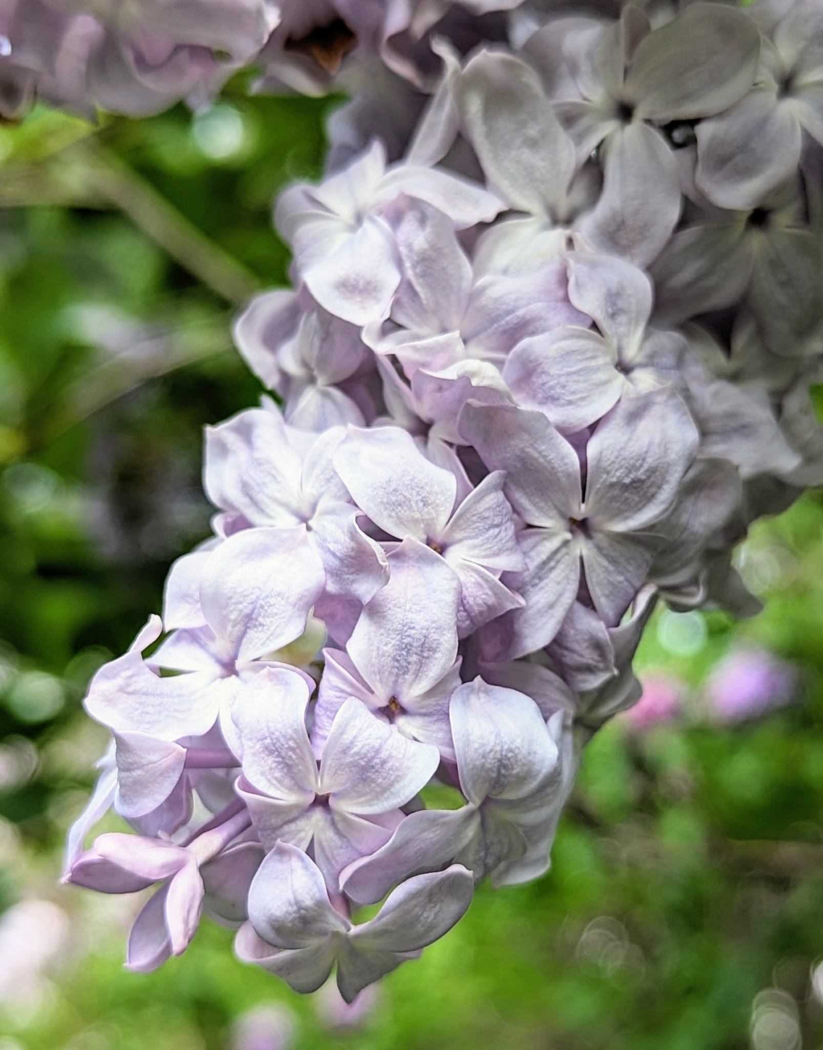 My Colorful and Fragrant Lilacs - The Martha Stewart Blog