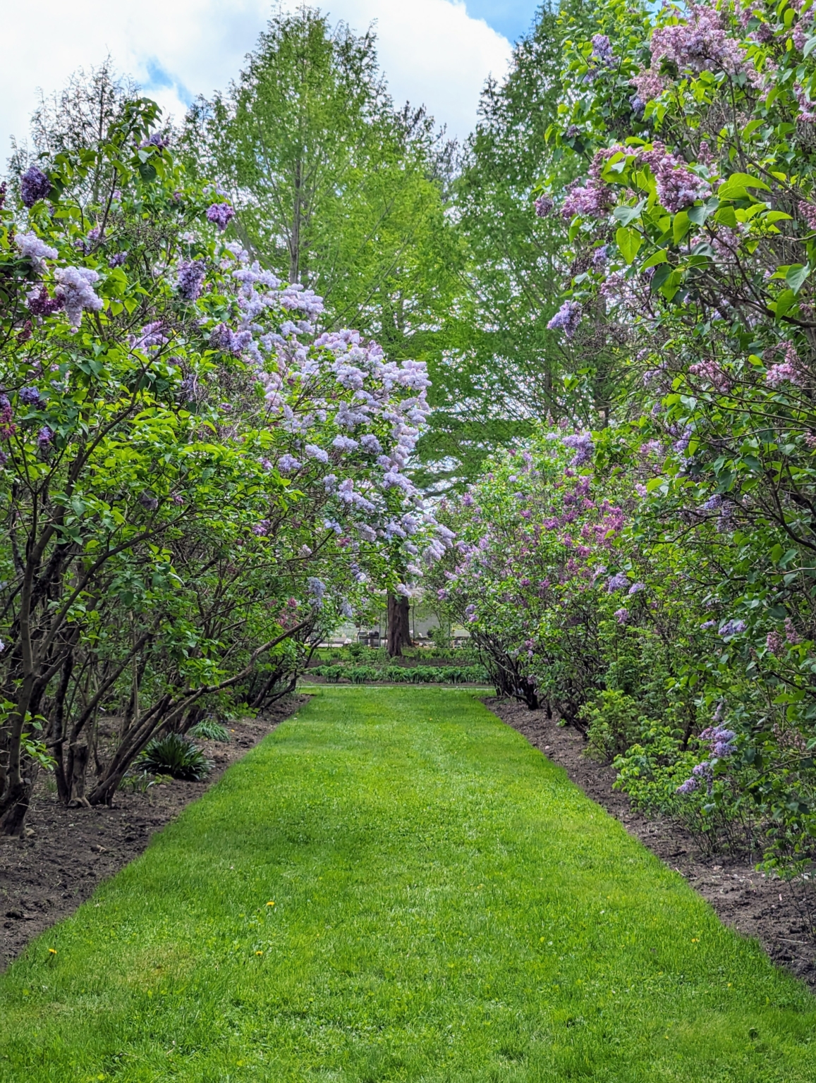 My Colorful and Fragrant Lilacs - The Martha Stewart Blog