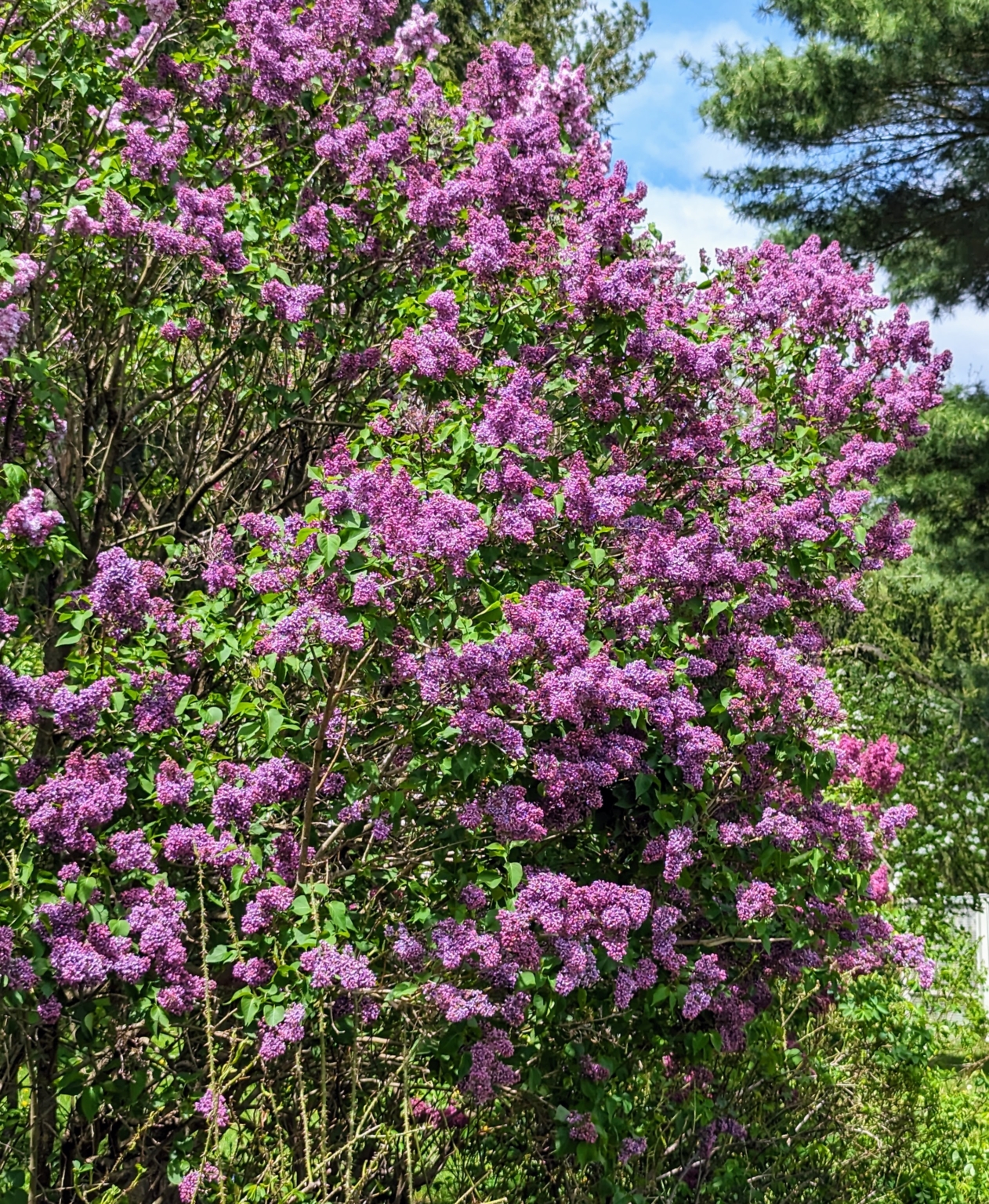 My Colorful and Fragrant Lilacs - The Martha Stewart Blog