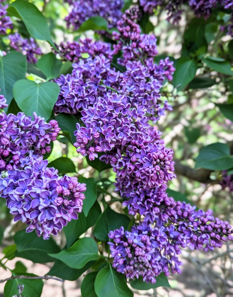My Colorful and Fragrant Lilacs - The Martha Stewart Blog