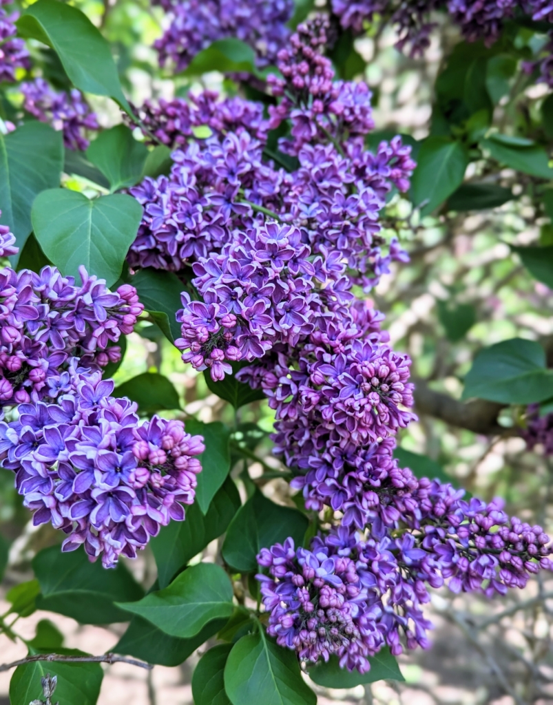 The Martha Stewart Blog : Blog Archive My Colorful and Fragrant Lilacs ...