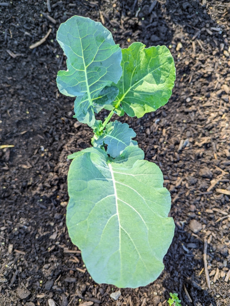 Planting Brassicas - The Martha Stewart Blog