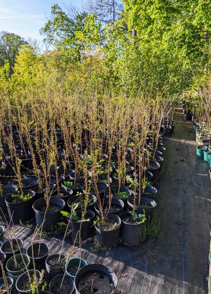 Potting Bare Root Trees - The Martha Stewart Blog
