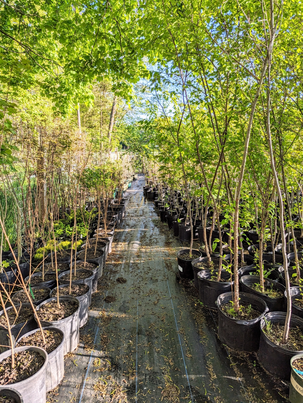 Potting Bare Root Trees - The Martha Stewart Blog