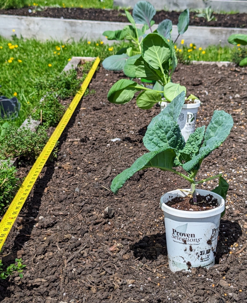 Planting Brassicas - The Martha Stewart Blog