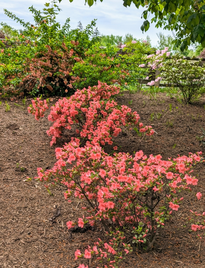 Blooming Azaleas - The Martha Stewart Blog