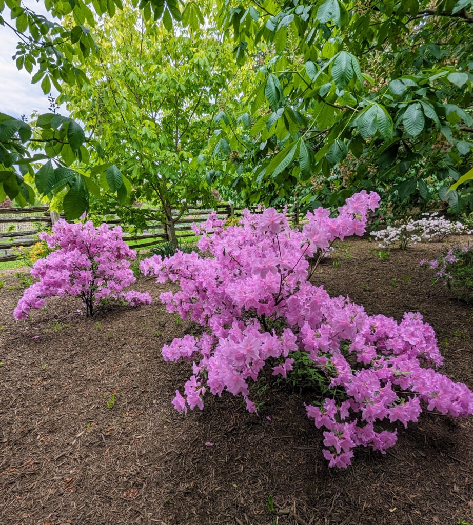 Blooming Azaleas - The Martha Stewart Blog