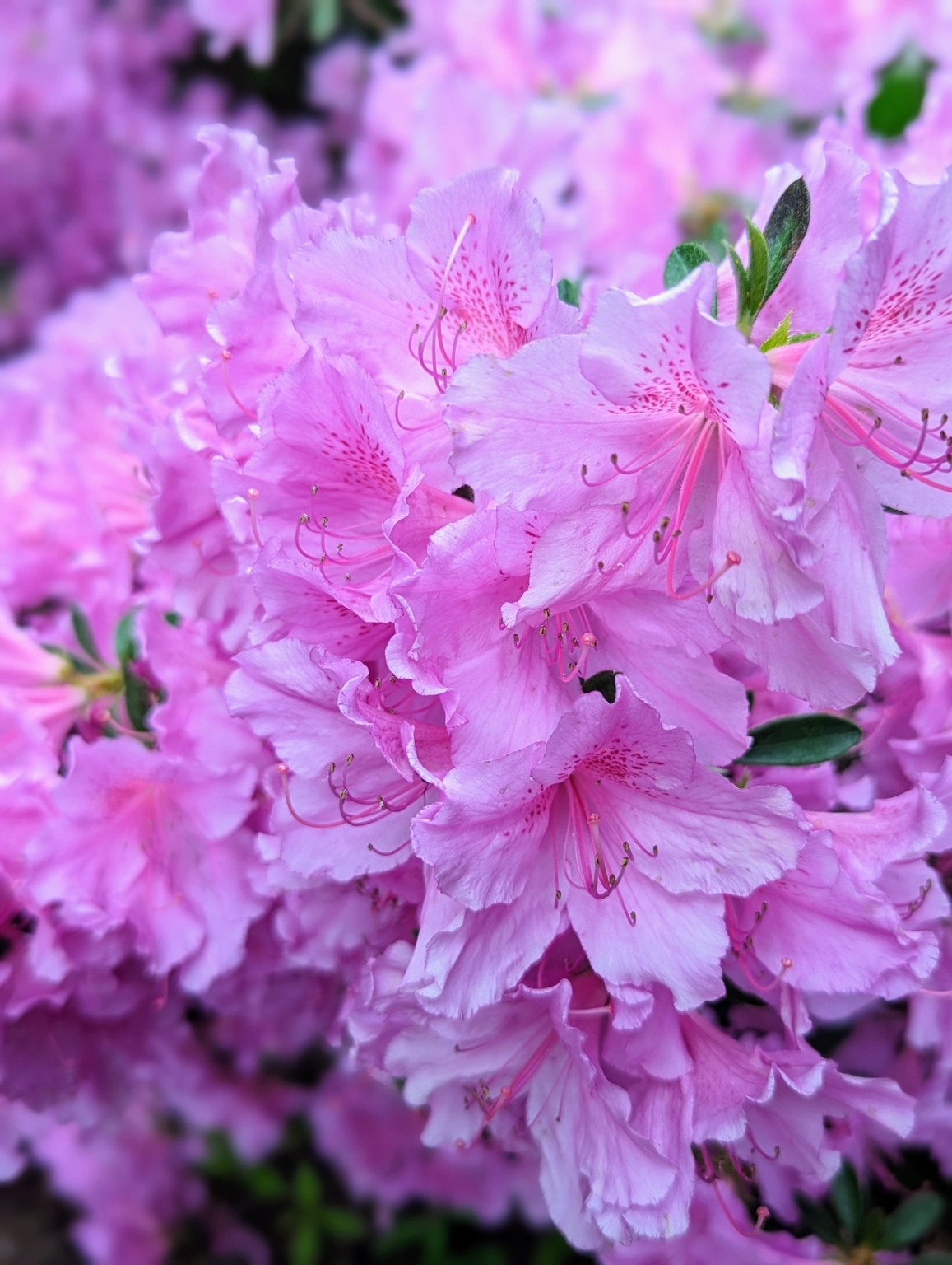 Blooming Azaleas - The Martha Stewart Blog