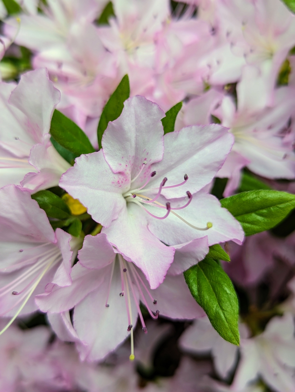 Blooming Azaleas - The Martha Stewart Blog