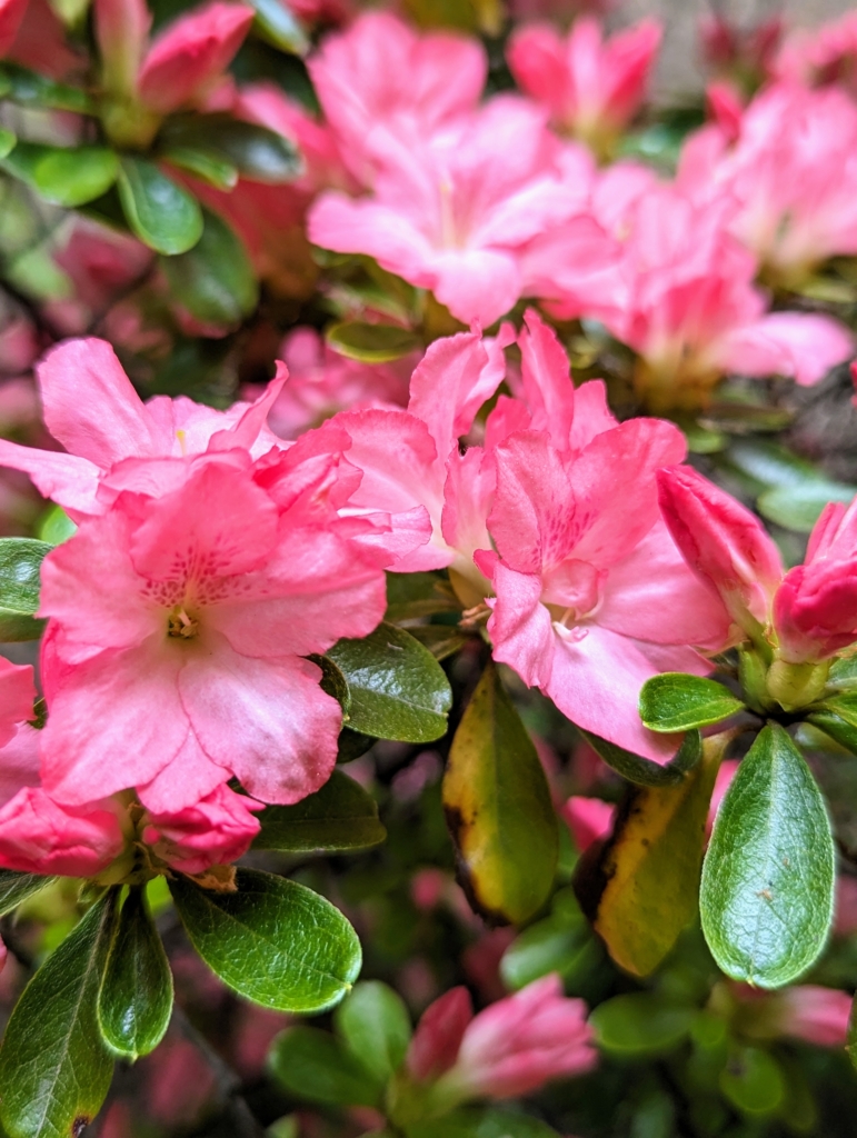 Blooming Azaleas - The Martha Stewart Blog