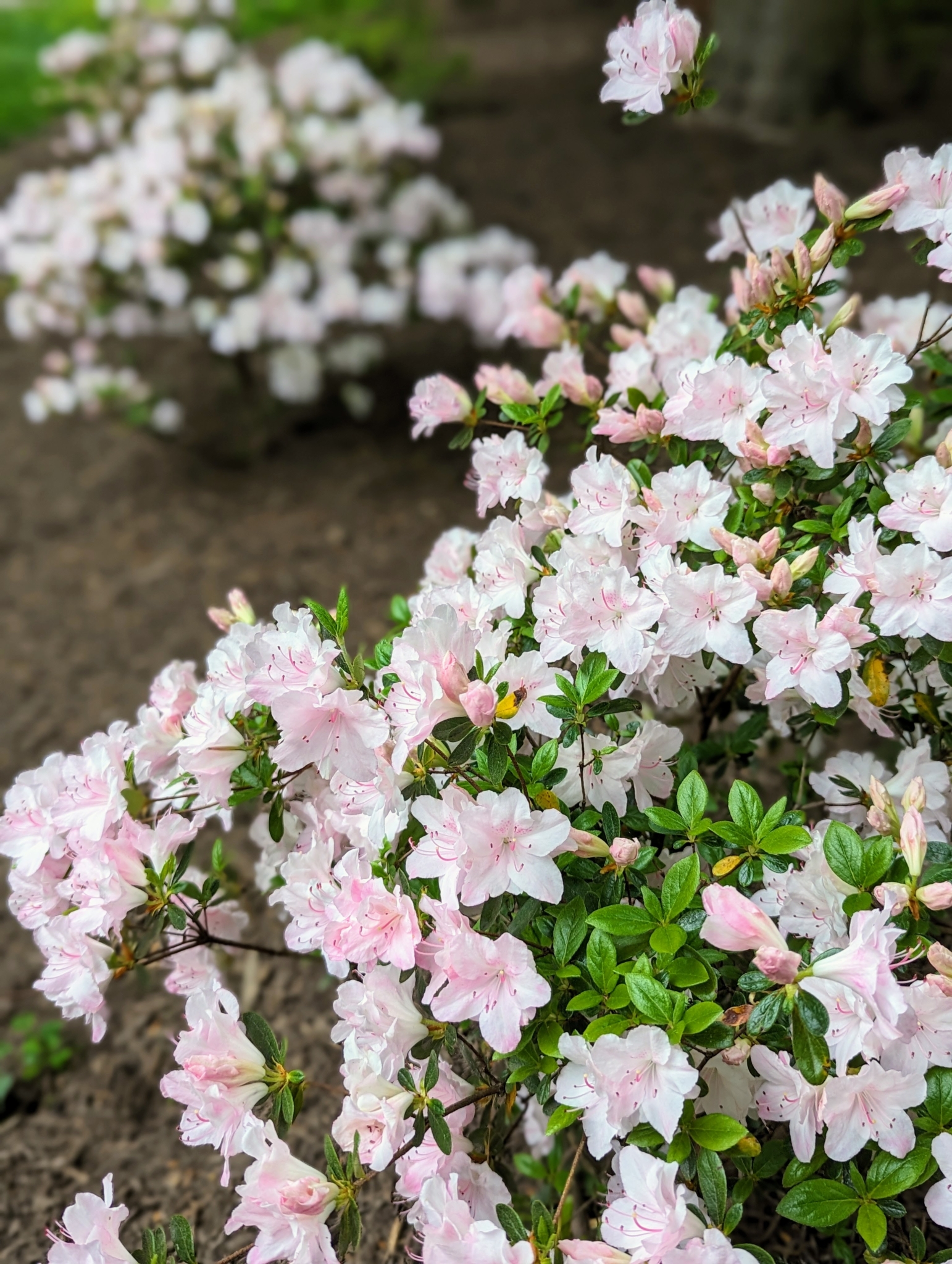 Blooming Azaleas - The Martha Stewart Blog