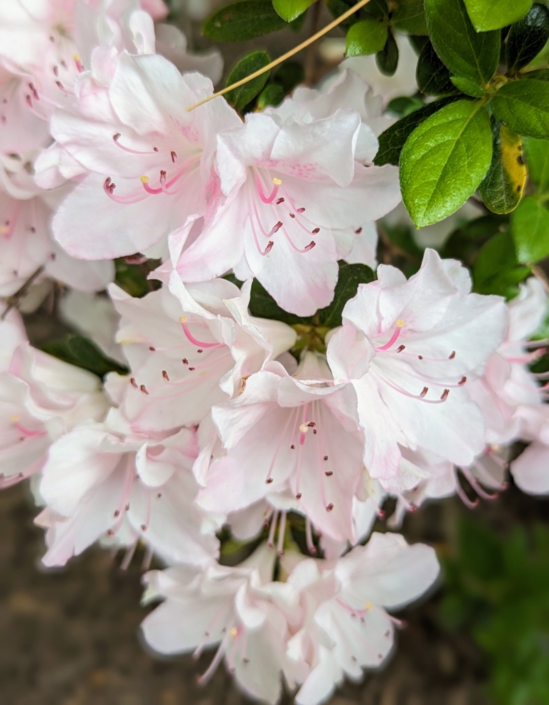 Blooming Azaleas - The Martha Stewart Blog