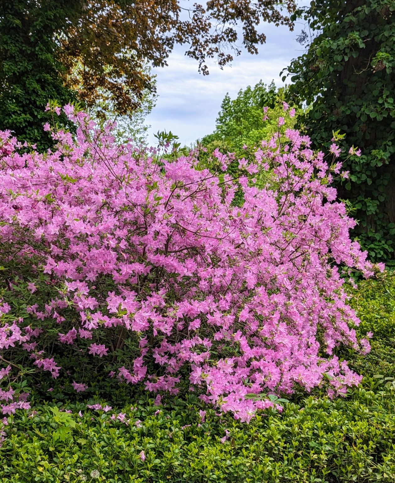 Blooming Azaleas - The Martha Stewart Blog