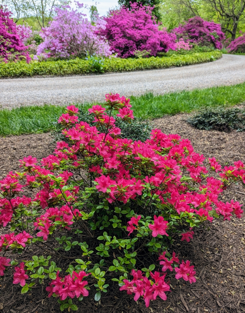 Blooming Azaleas - The Martha Stewart Blog