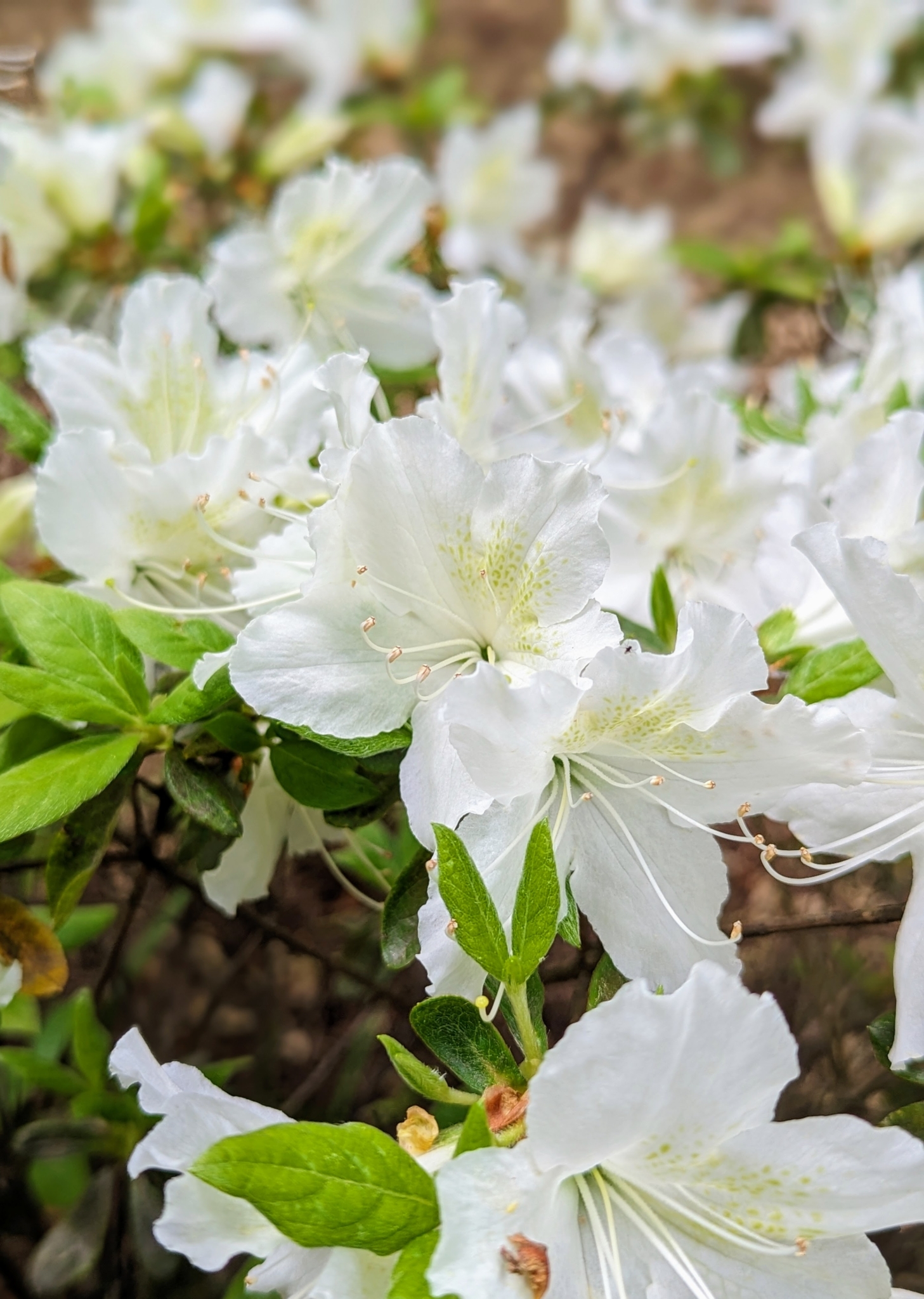 Blooming Azaleas - The Martha Stewart Blog