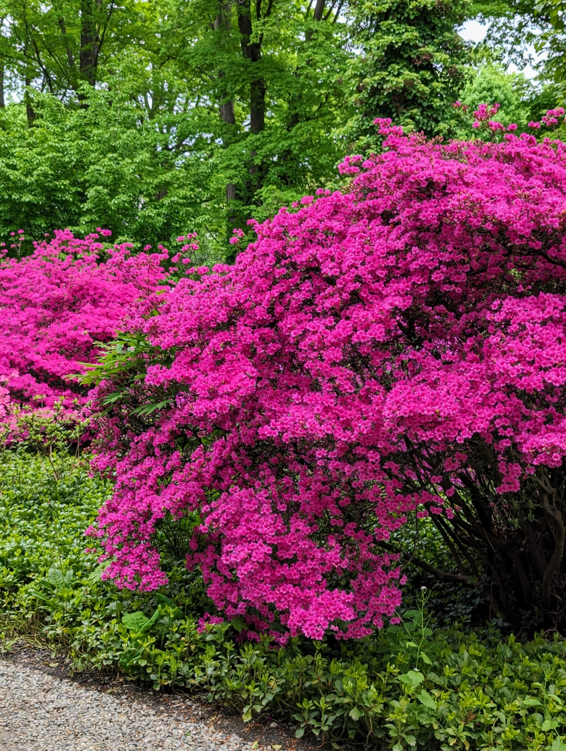 Blooming Azaleas - The Martha Stewart Blog