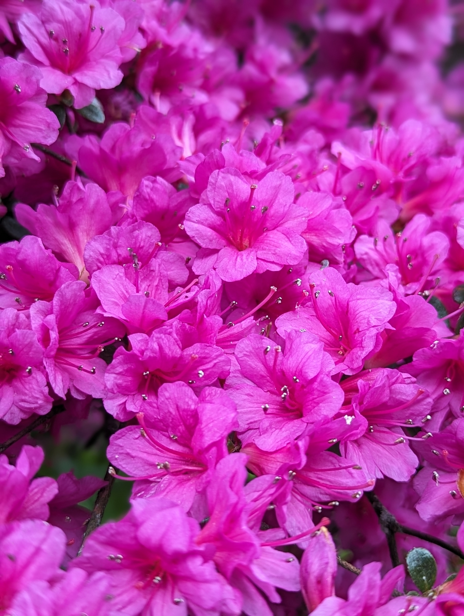 Blooming Azaleas - The Martha Stewart Blog