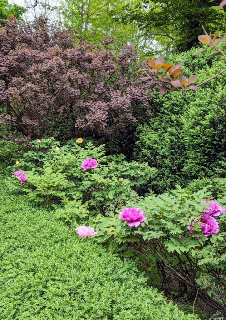 My Gardens in May - The Martha Stewart Blog