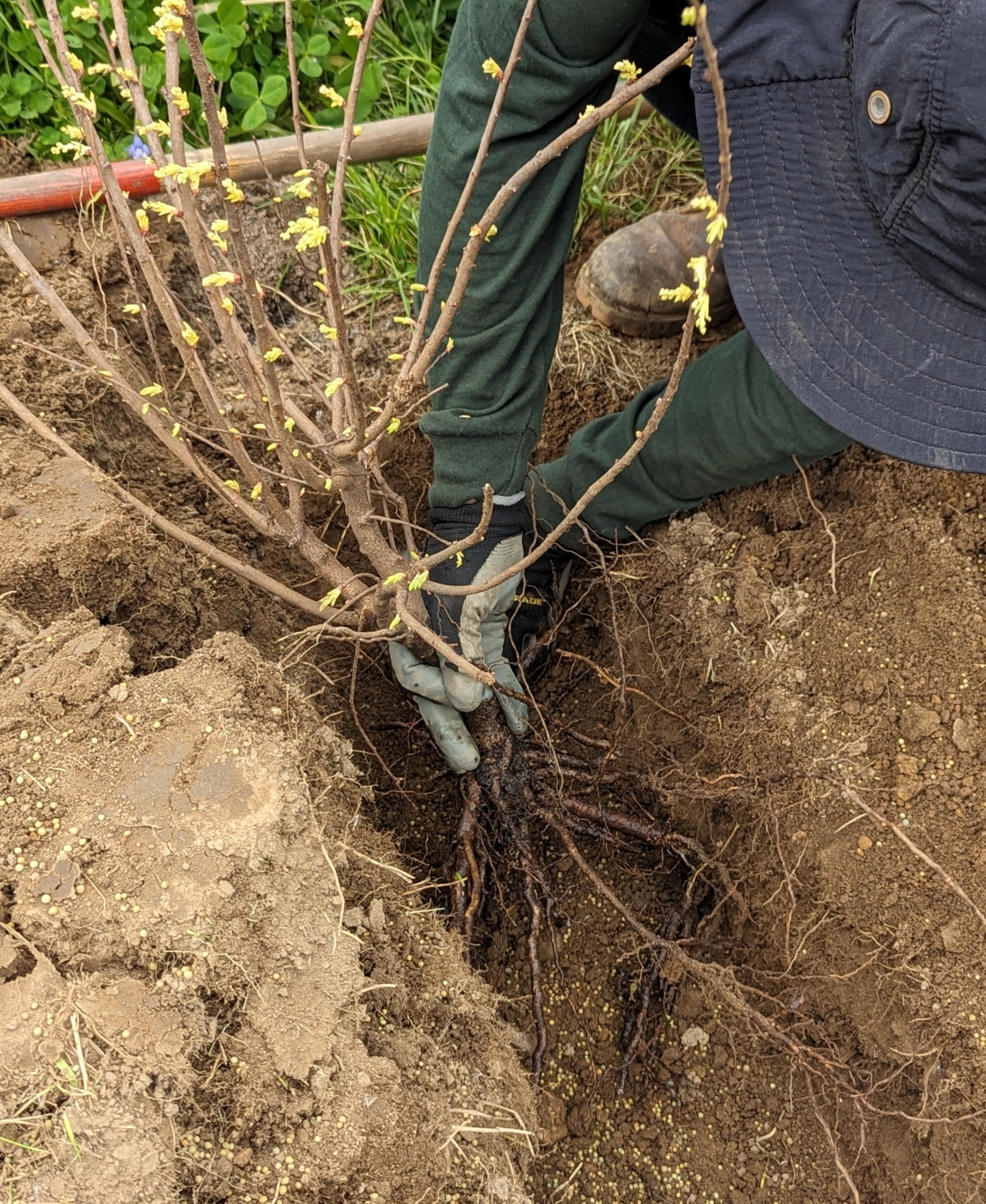 Planting Viburnum and Pearl Bush - The Martha Stewart Blog