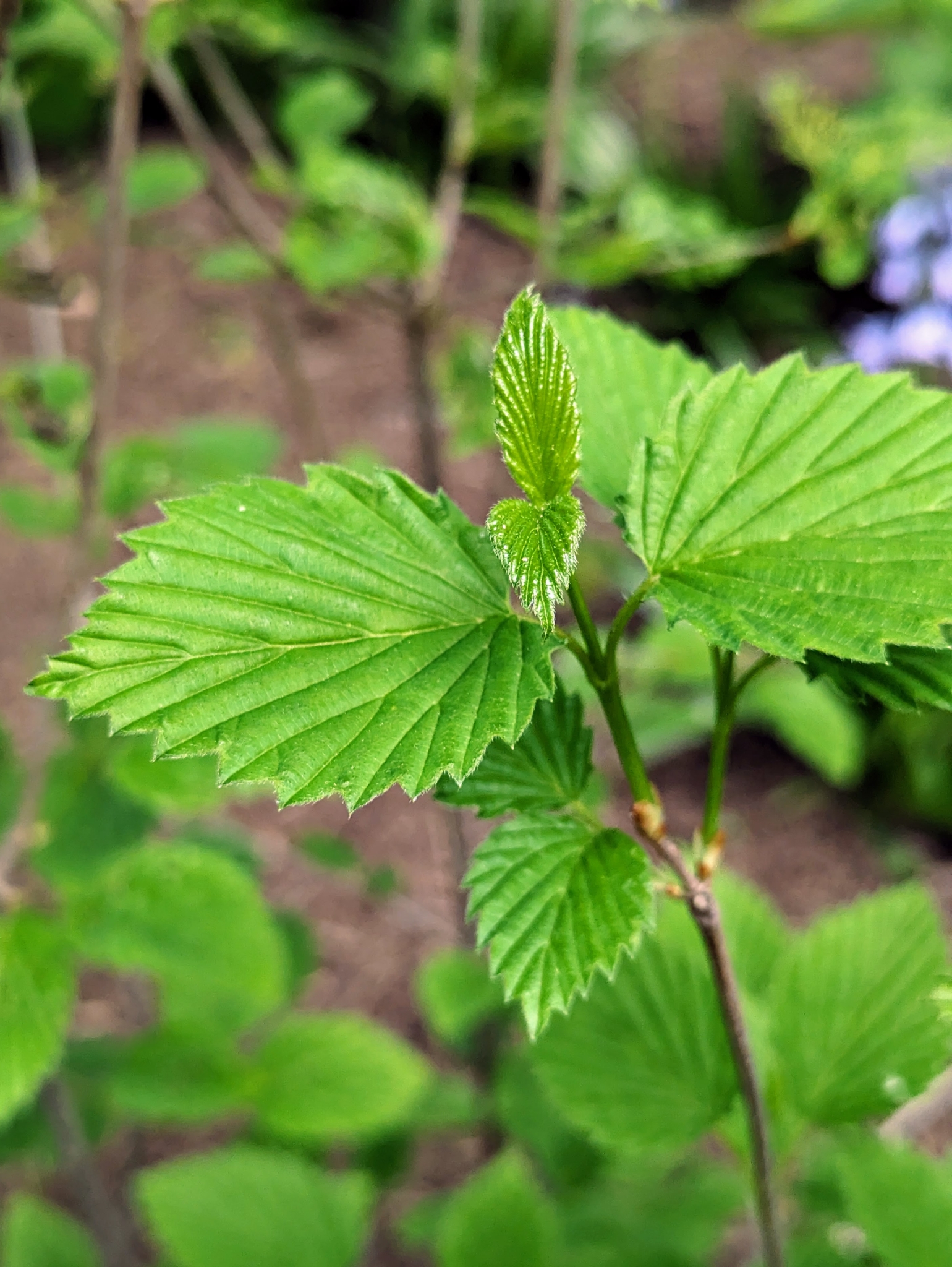 My Garden of Hostas - The Martha Stewart Blog