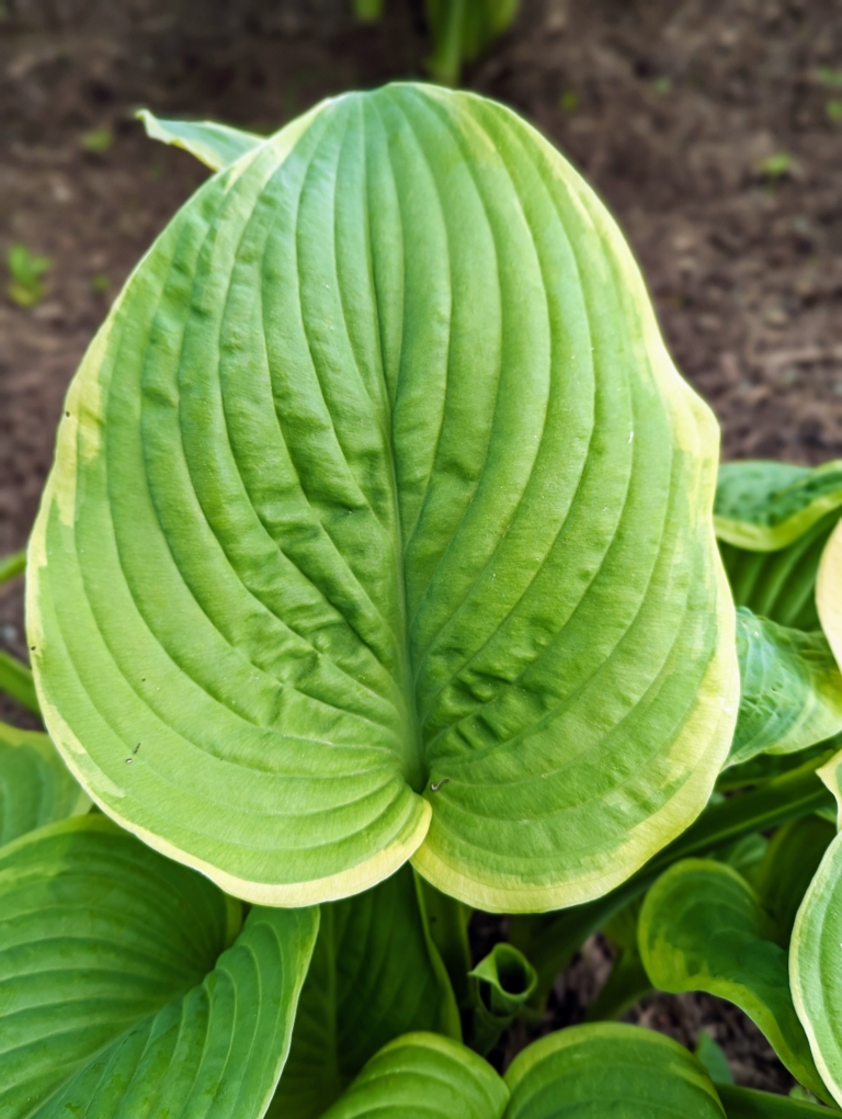 My Garden of Hostas - The Martha Stewart Blog