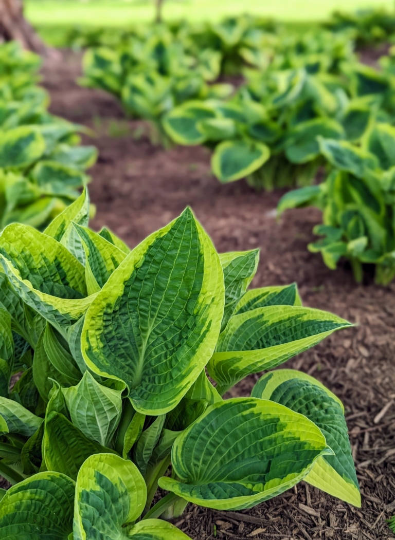 The Martha Stewart Blog : Blog Archive My Garden of Hostas - The Martha ...