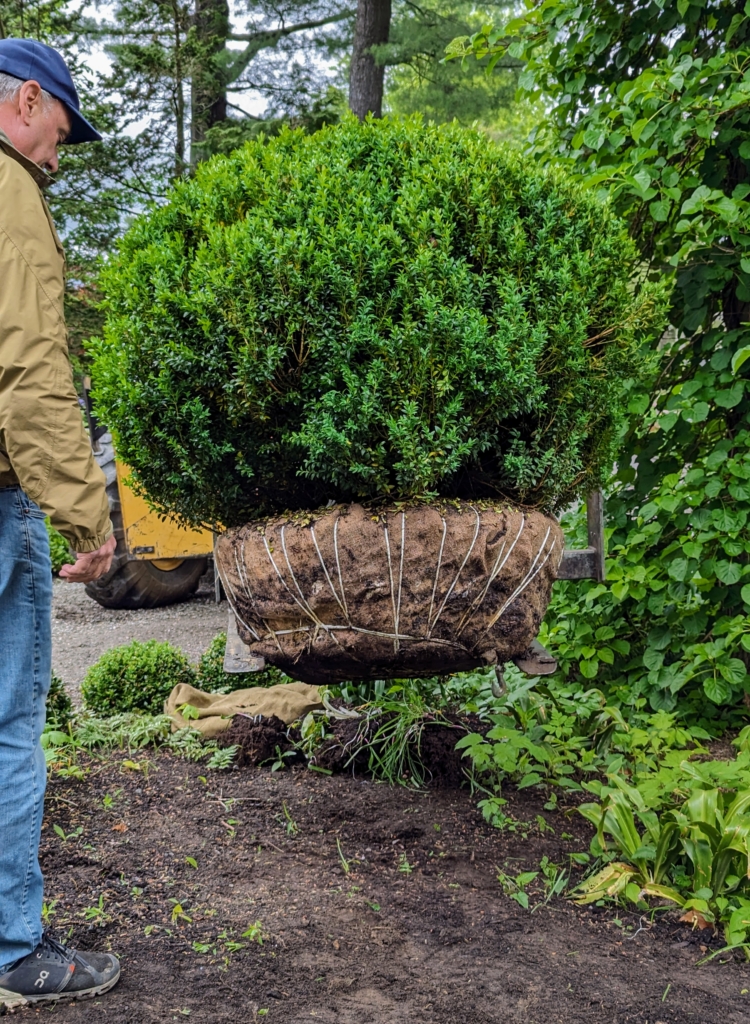 Planting Boxwood Shrubs - The Martha Stewart Blog