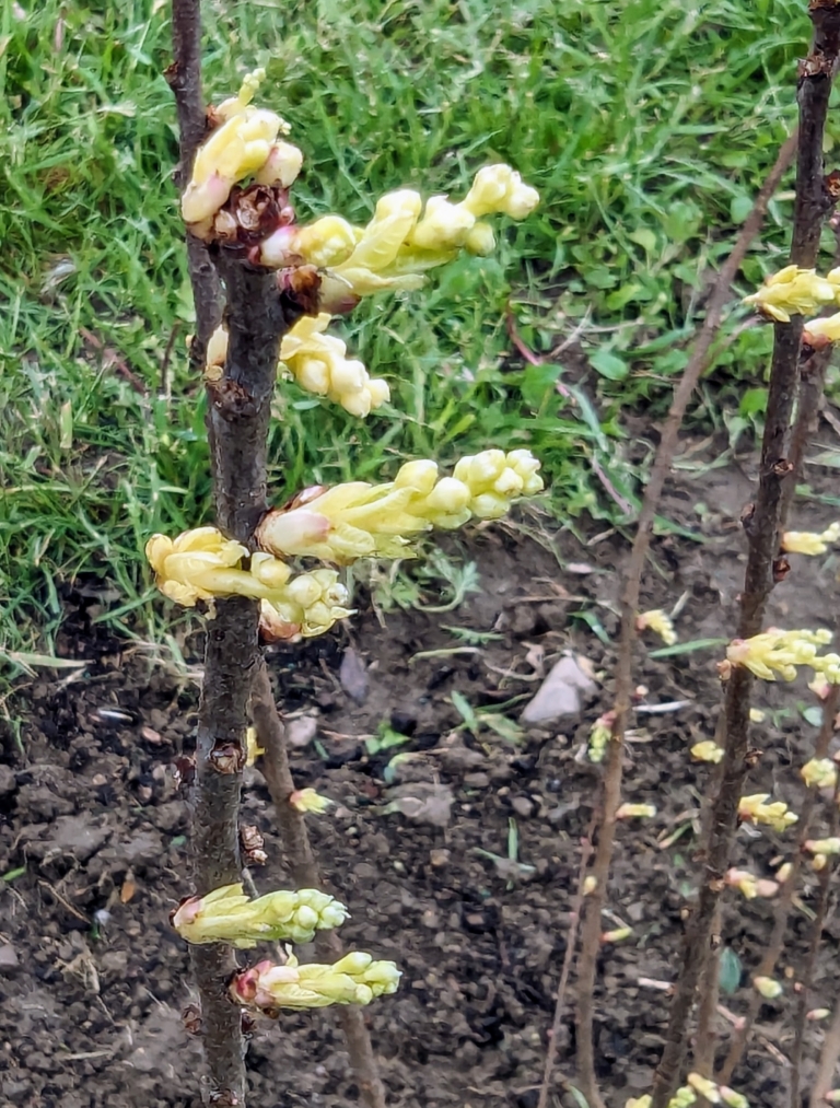 Planting Viburnum and Pearl Bush - The Martha Stewart Blog