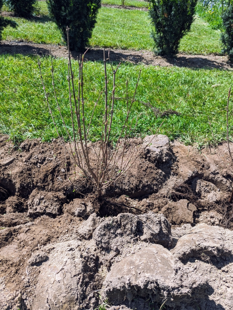 Planting Viburnum and Pearl Bush - The Martha Stewart Blog