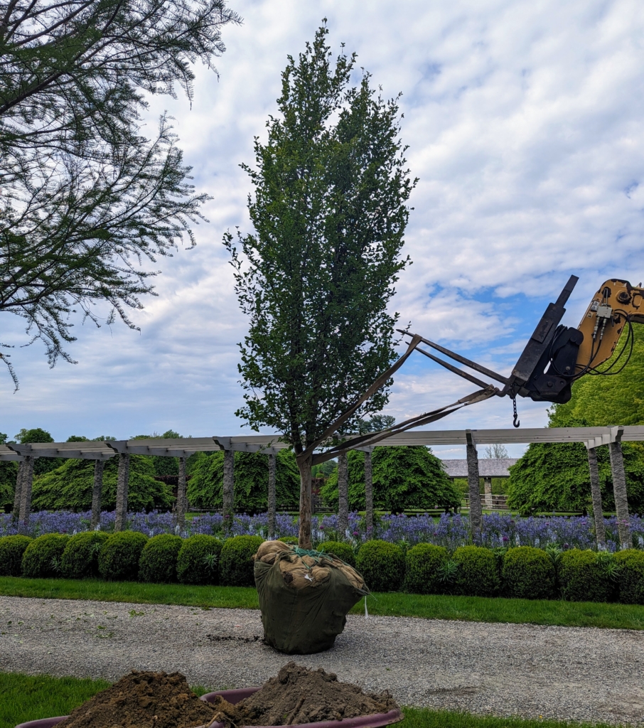 Planting a Stewartia Tree - The Martha Stewart Blog