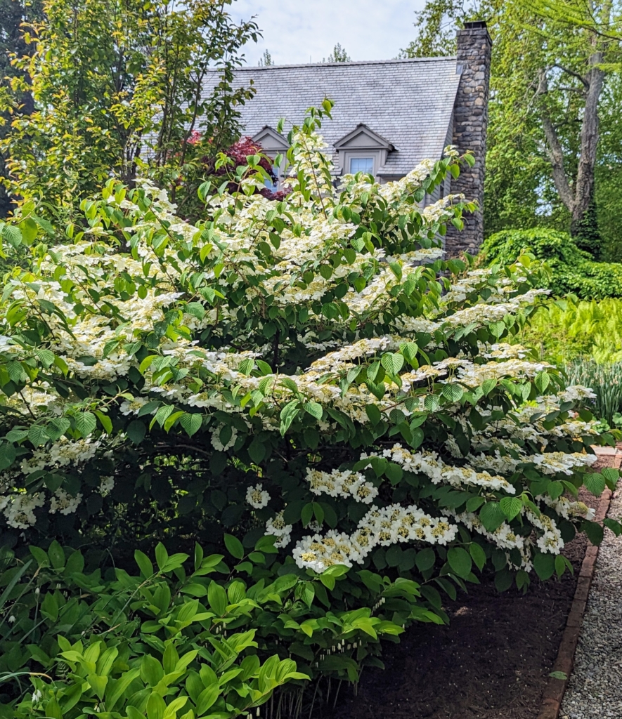 Planting Viburnum and Pearl Bush - The Martha Stewart Blog