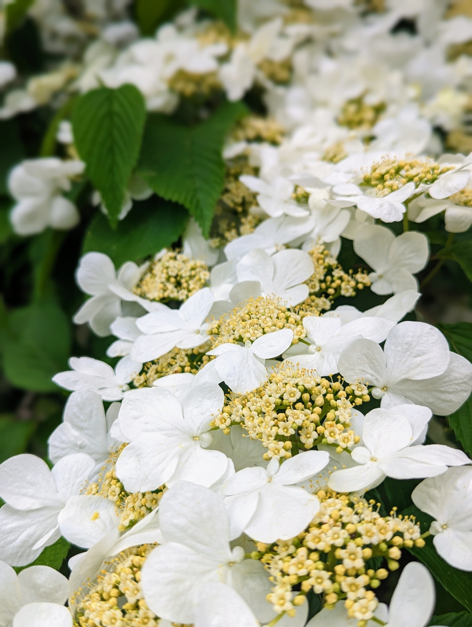 Planting Viburnum and Pearl Bush - The Martha Stewart Blog